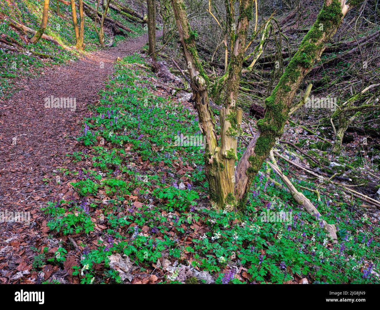 Europe, Allemagne, Hesse, Westerwald, Lahn-Dill-Bergland, Geopark ...