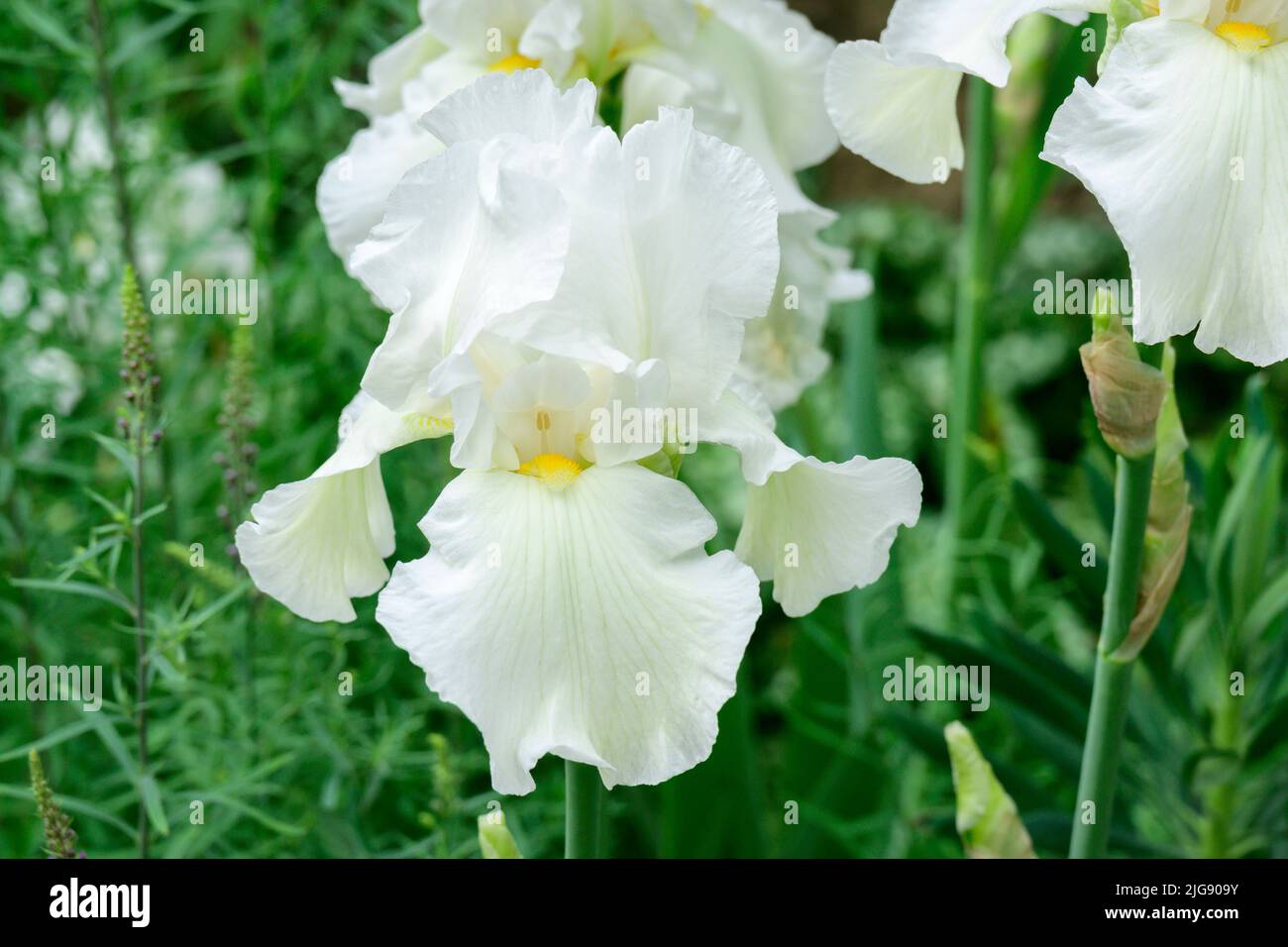 Motif iris Banque de photographies et d’images à haute résolution - Alamy