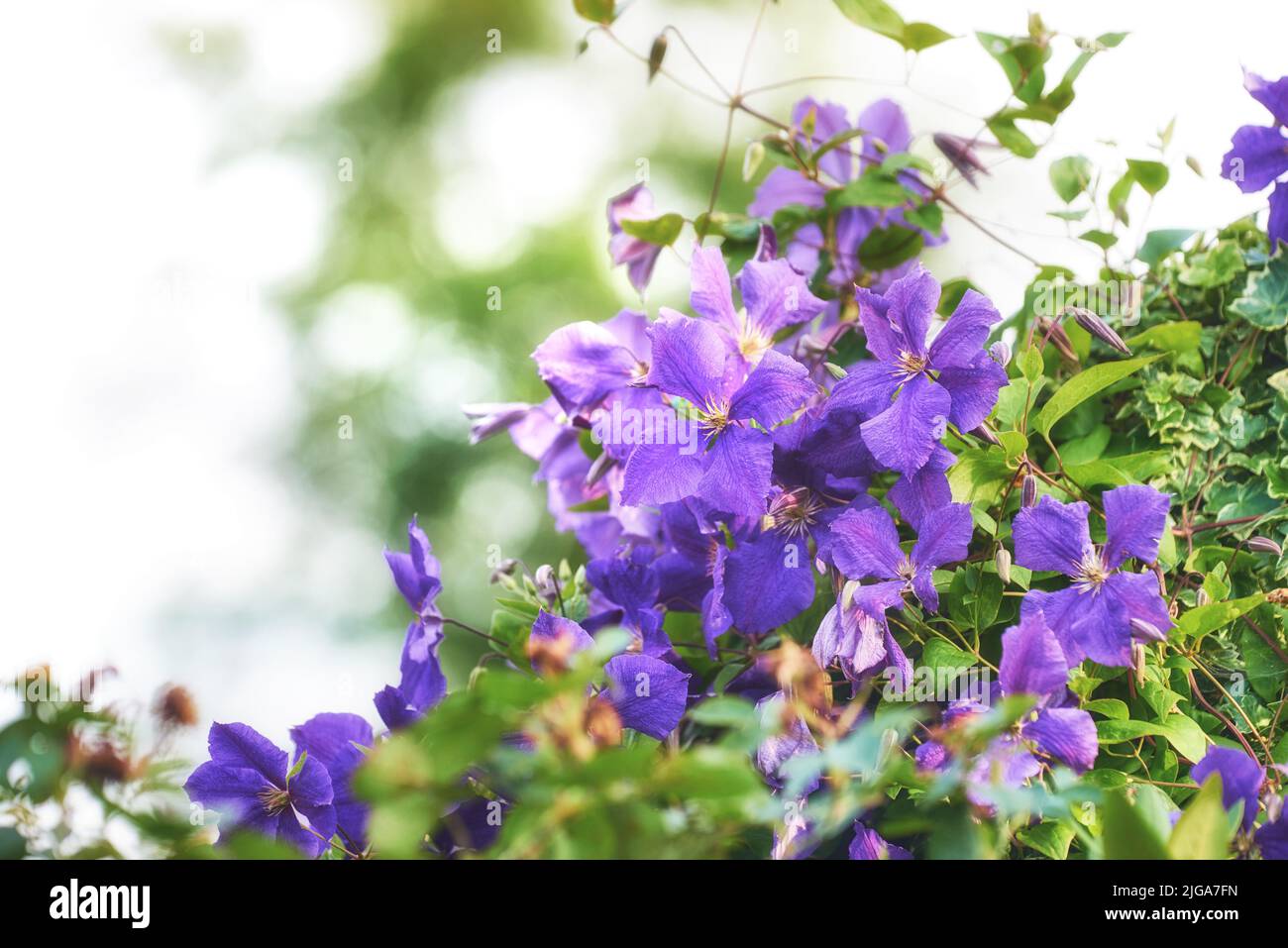 Gros plan de fleurs de clematis viticella pourpre qui poussent et ...