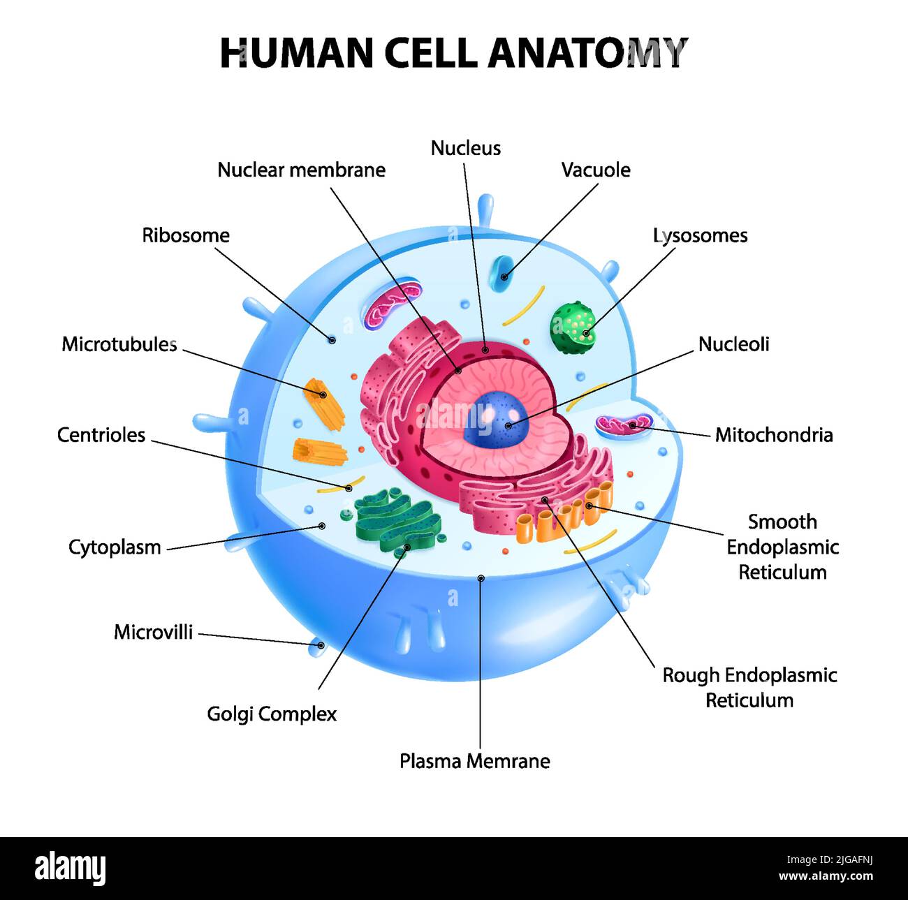 Illustration réaliste du schéma anatomique des cellules humaines Image ...