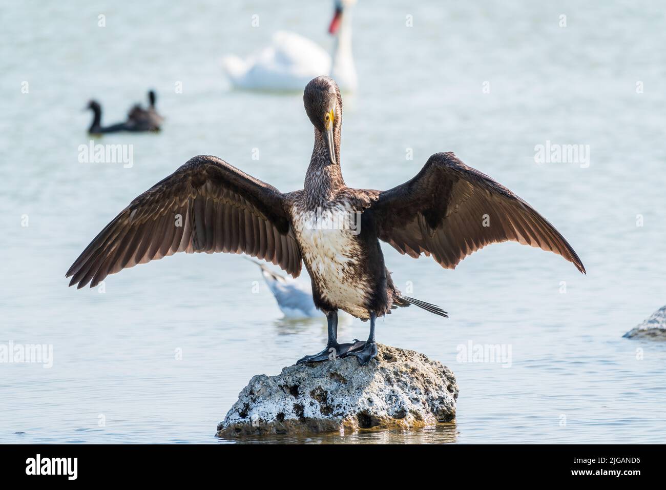 Le grand cormoran, Phalacrocorax carbo, se trouve sur la pierre et sèche ses ailes sur le vent ...