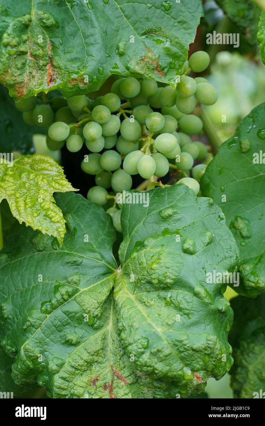 Acarien de la vigne Banque de photographies et d’images à haute ...