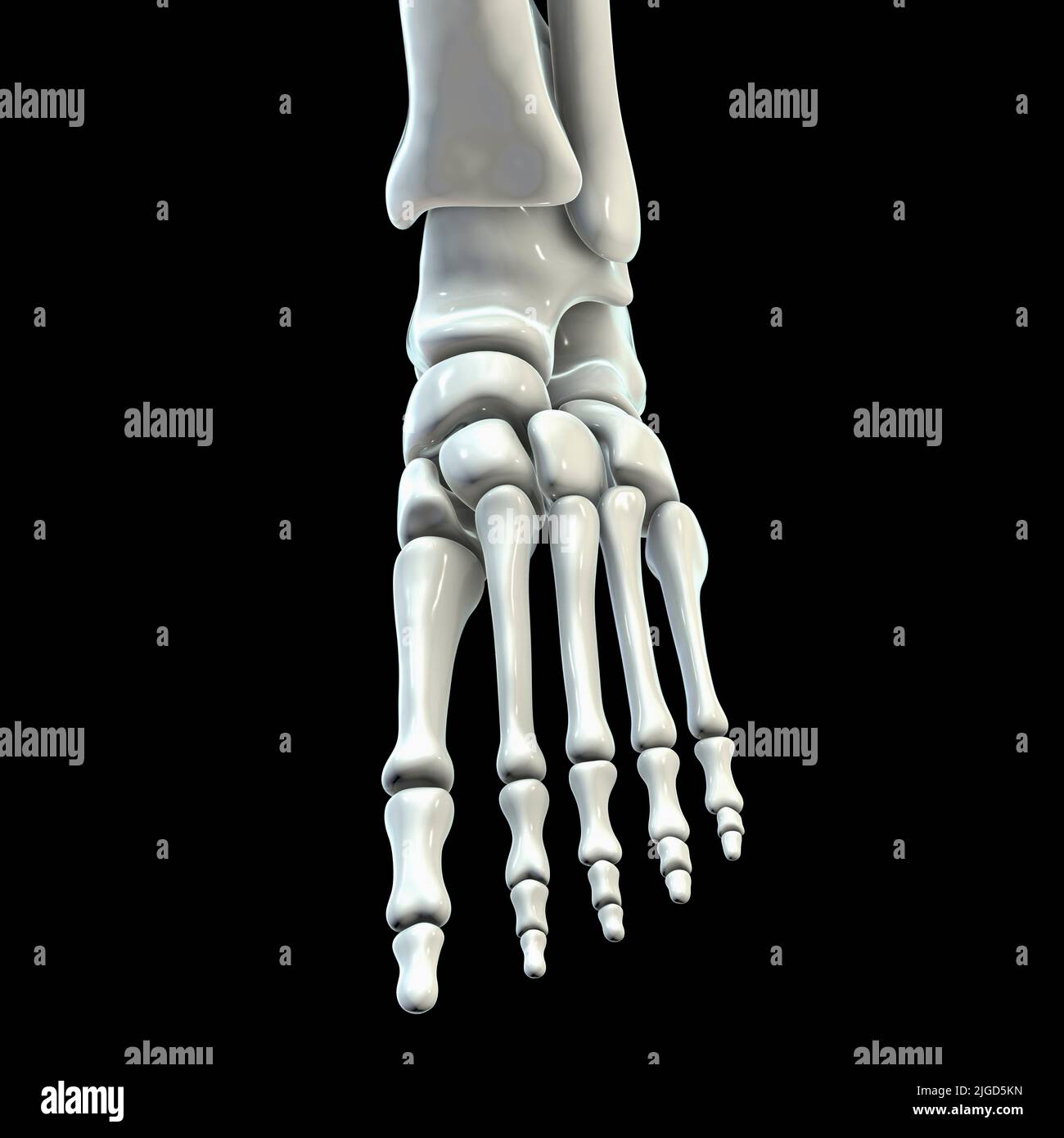 Anatomie du pied humain, illustration Photo Stock - Alamy