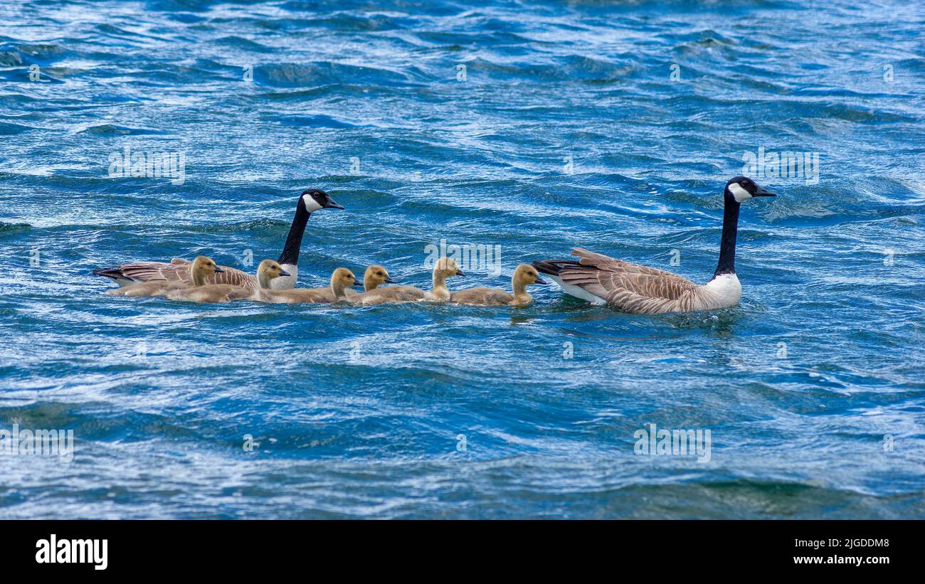 Branta canadensis - une famille de bernaches canadiennes et de leurs ...