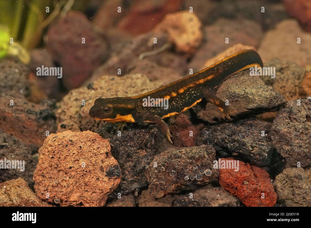 Gros plan sur un sous-adulte aquatique de Riu Kiu, un nouveau-né à ...