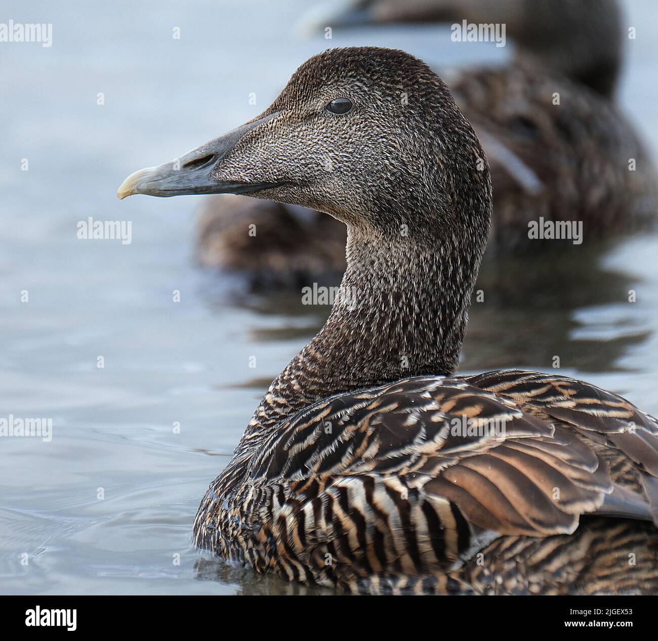 Races de canards Banque de photographies et d’images à haute résolution ...