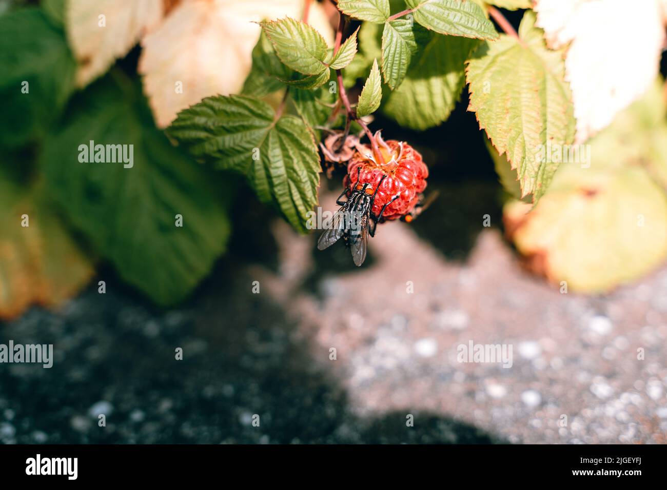 Petites mouches des fruits Banque de photographies et d’images à haute ...