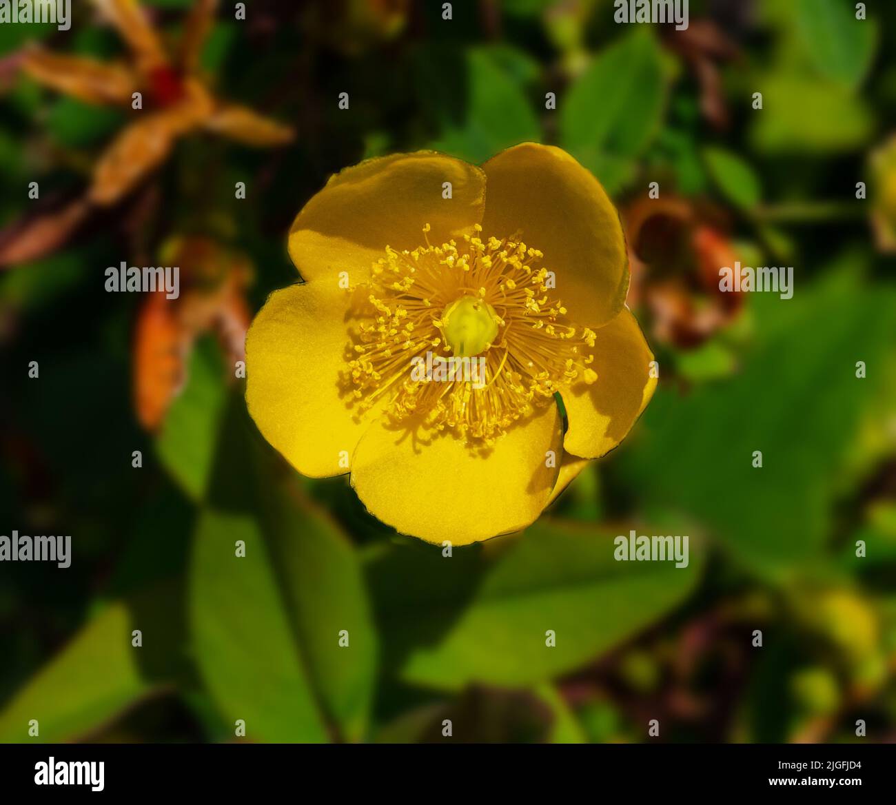 Hypericum hidcote Banque de photographies et d’images à haute ...
