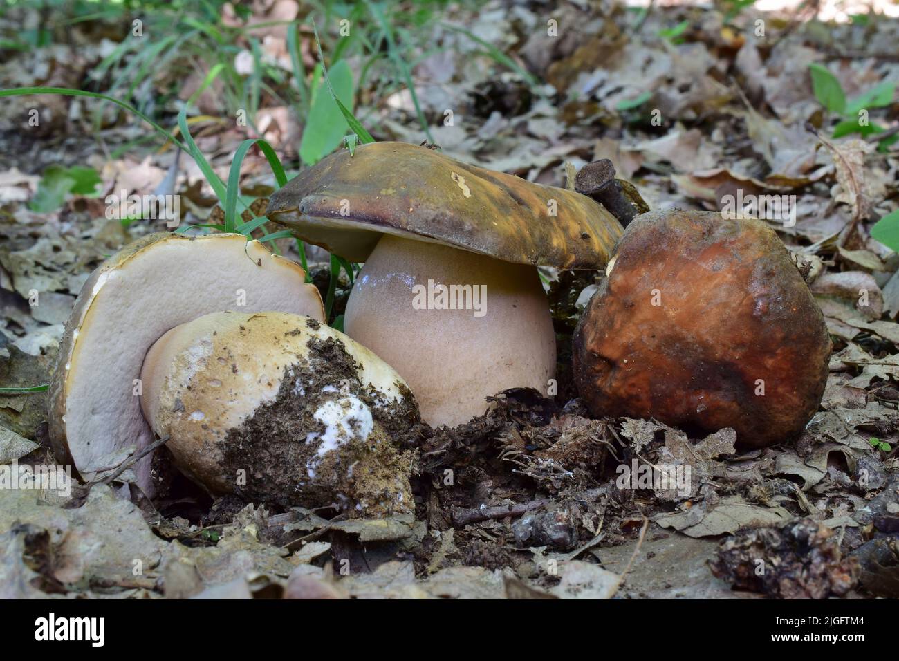 Boletus aureus Banque de photographies et d’images à haute résolution ...