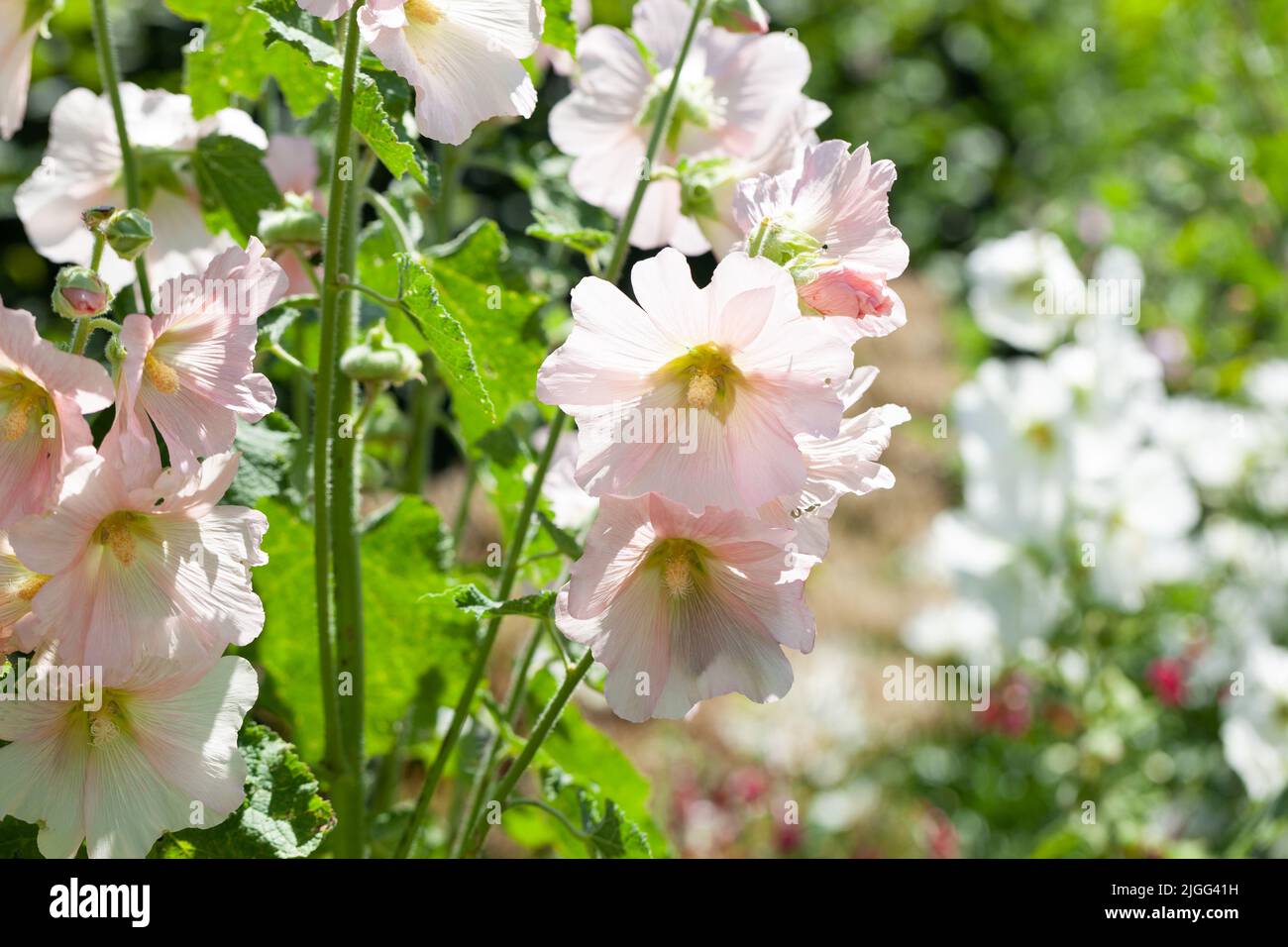 Fleurs naturalistes roses Banque de photographies et d’images à haute ...