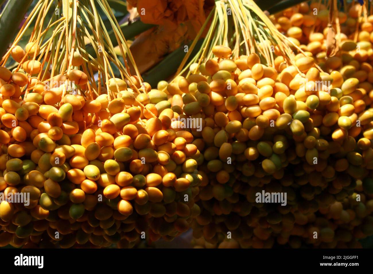 Arbre de dattes avec des fruits Banque de photographies et d’images à ...