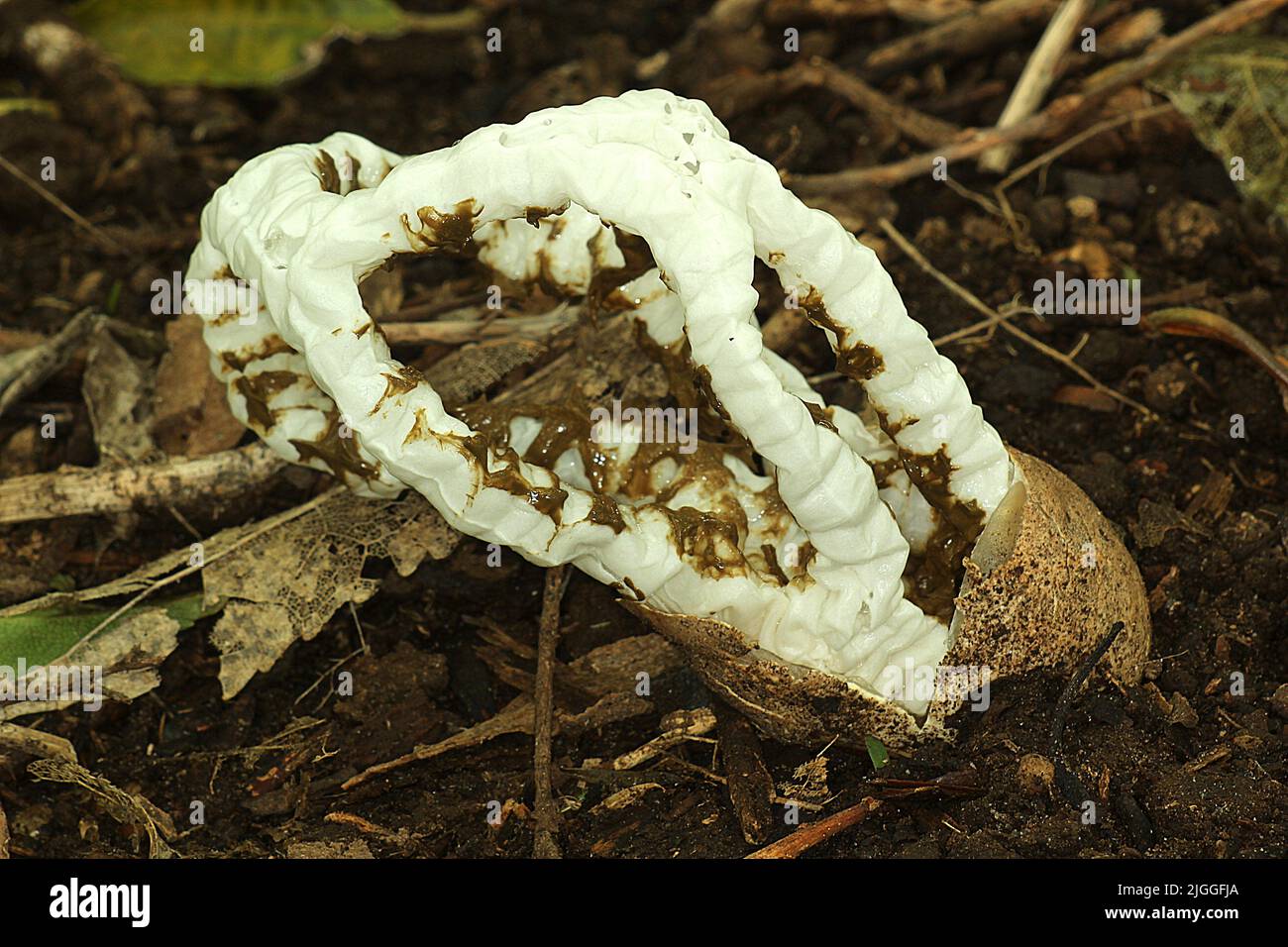 Ileodictyon cibarium Banque de photographies et d’images à haute ...