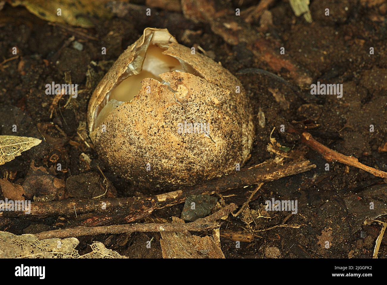 Ileodictyon cibarium Banque de photographies et d’images à haute ...