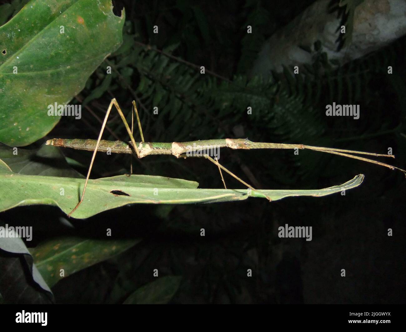 Vue latérale d'un insecte de bâton Phasmid (ordre Phasmatodea) isolé ...