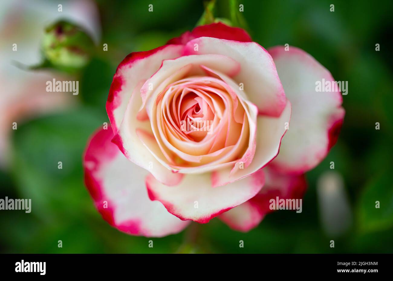 Rose rouge et blanche Banque de photographies et d’images à haute ...