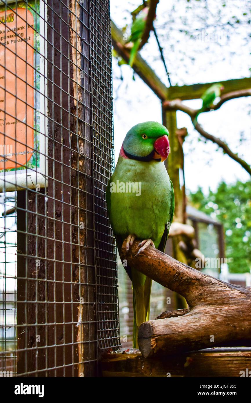 Nourrir un oiseau Banque de photographies et d’images à haute ...