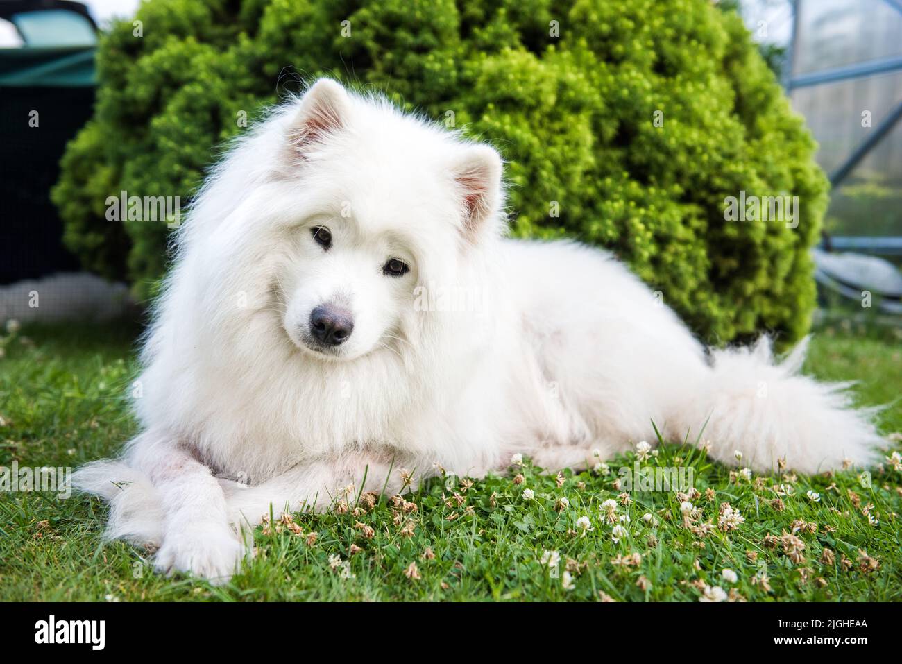Grand chien blanc aux cheveux doux de race Samoyed Photo Stock - Alamy