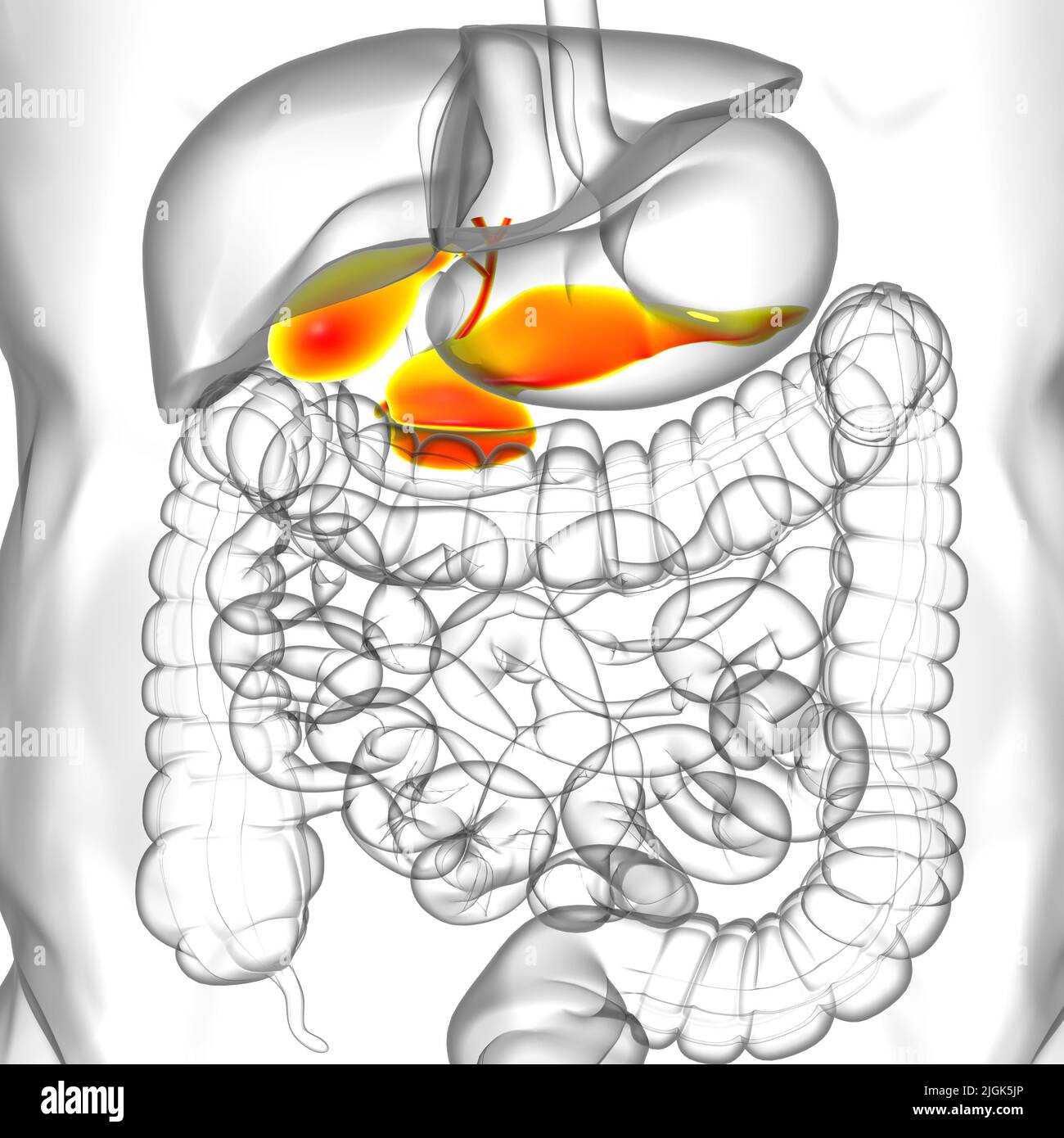 Vésicule biliaire système digestif humain Anatomy for Medical concept ...