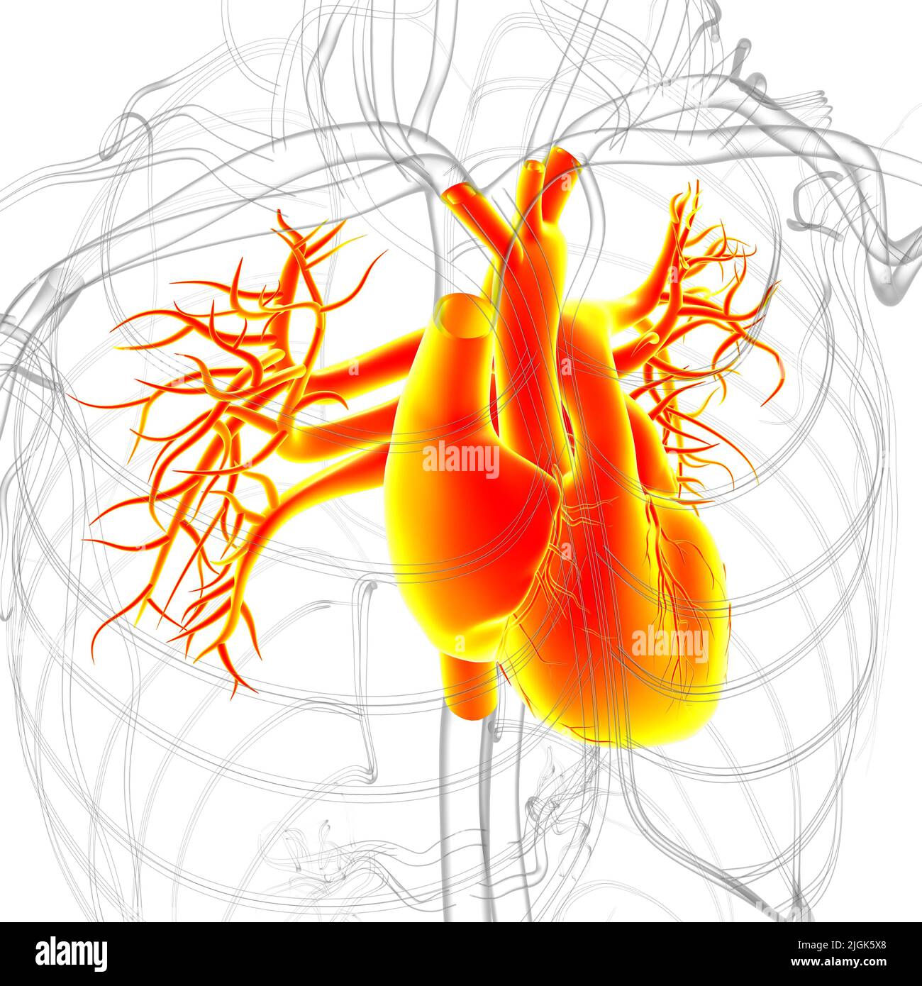 Anatomie du cœur humain pour l'illustration 3D du concept médical Photo ...