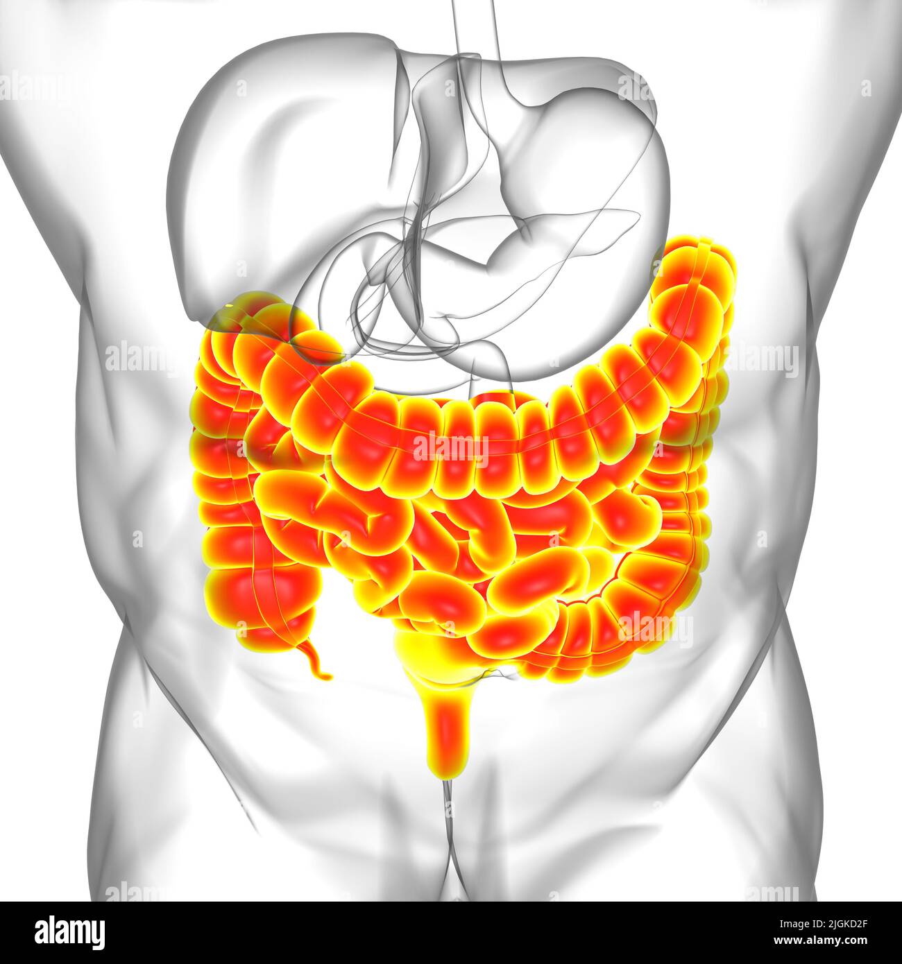 Intestin grêle et gros intestin 3D Illustration système digestif humain ...