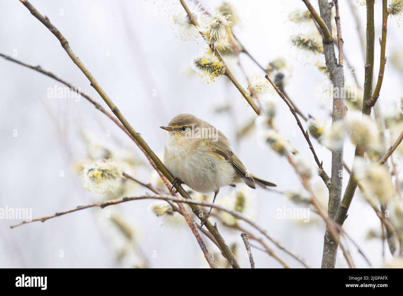 Petit oiseau de chasse commun, Phylloscopus collybita, à la recherche d ...