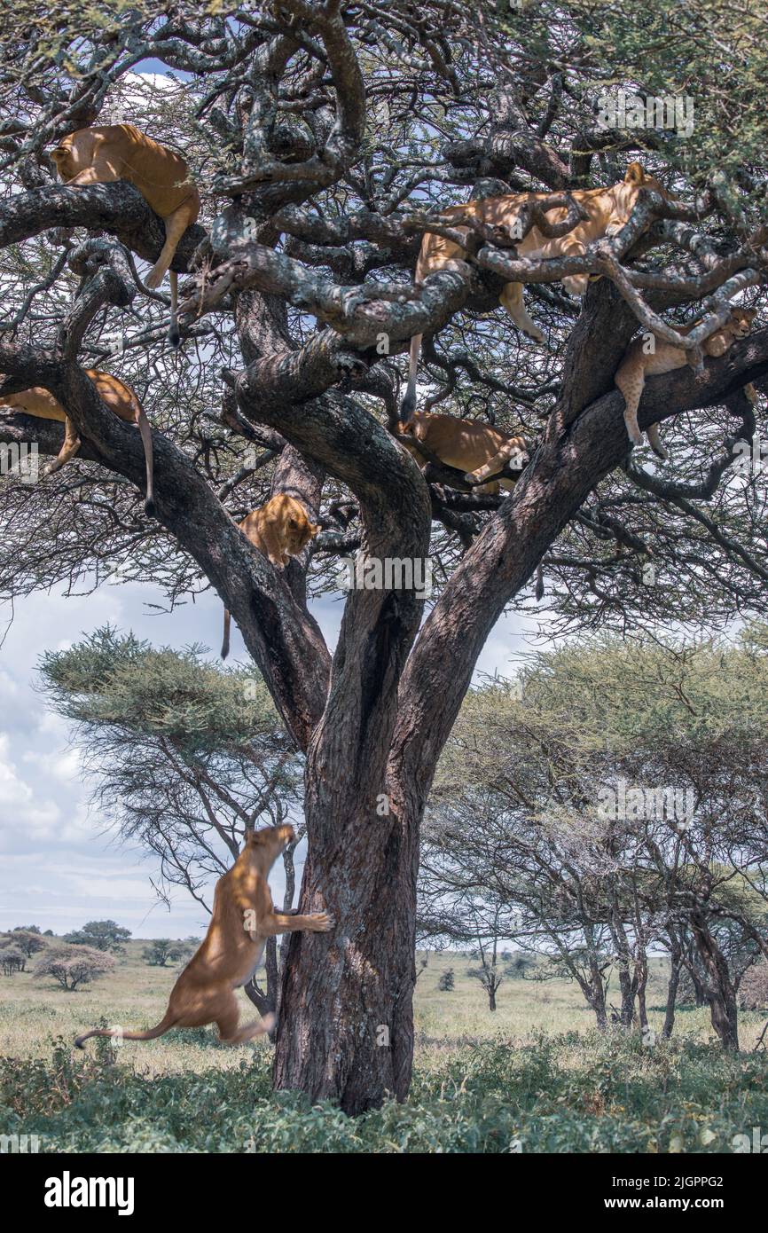 Une photo d'action d'une lionne qui commence son ascension. TANZANIE ...