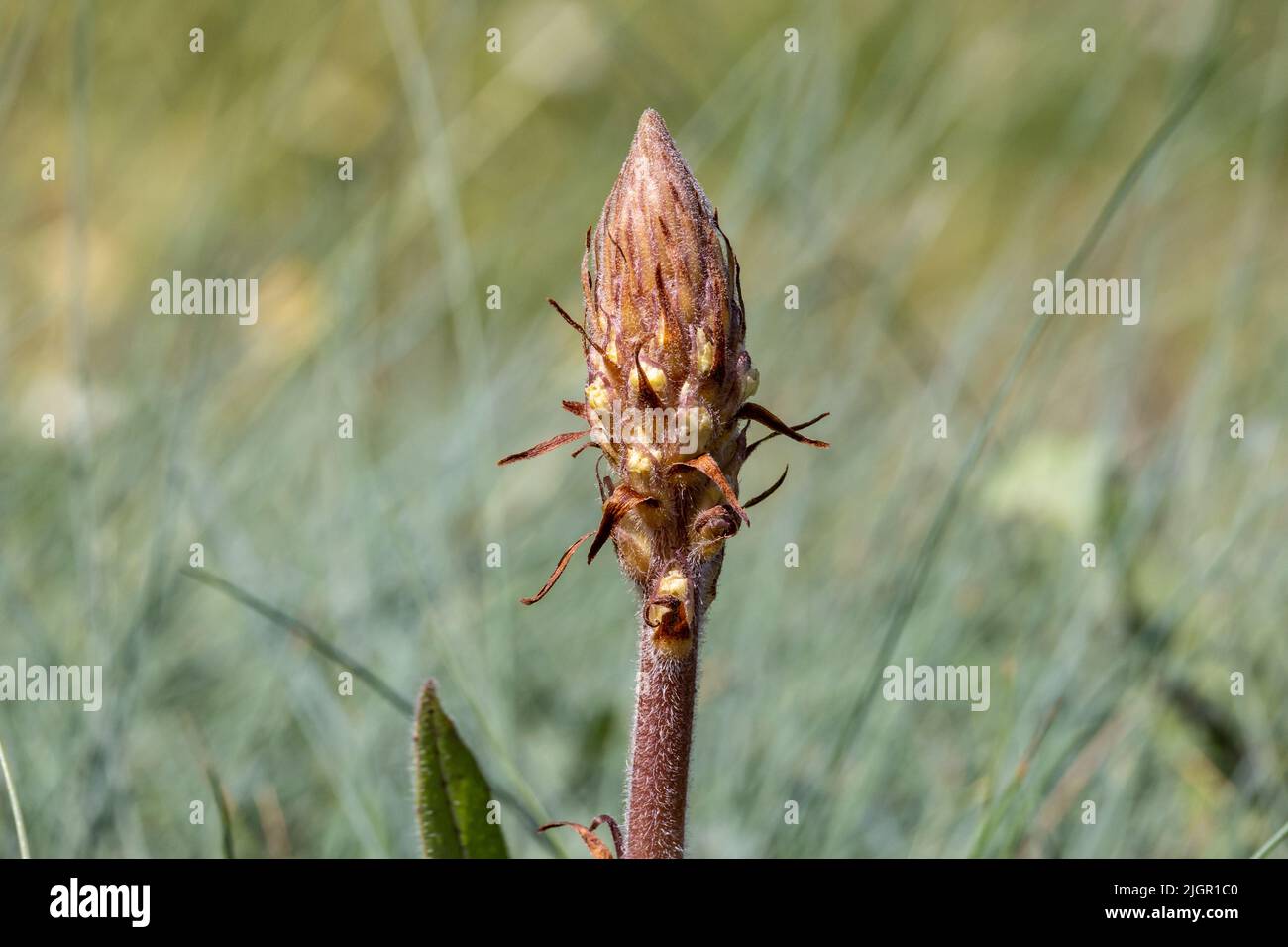 Orobanche picridis Banque de photographies et d’images à haute ...