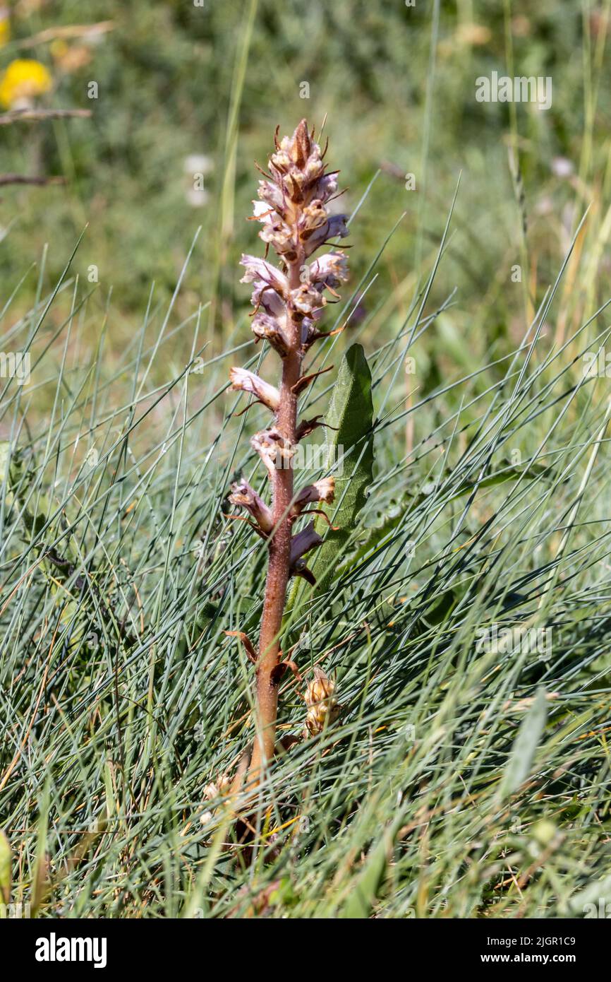 Orobanche picridis Banque de photographies et d’images à haute ...