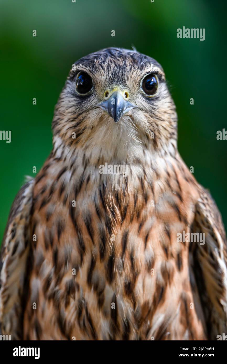 Falco columbarius ou merlin est une espèce d'oiseau falconiforme de la ...