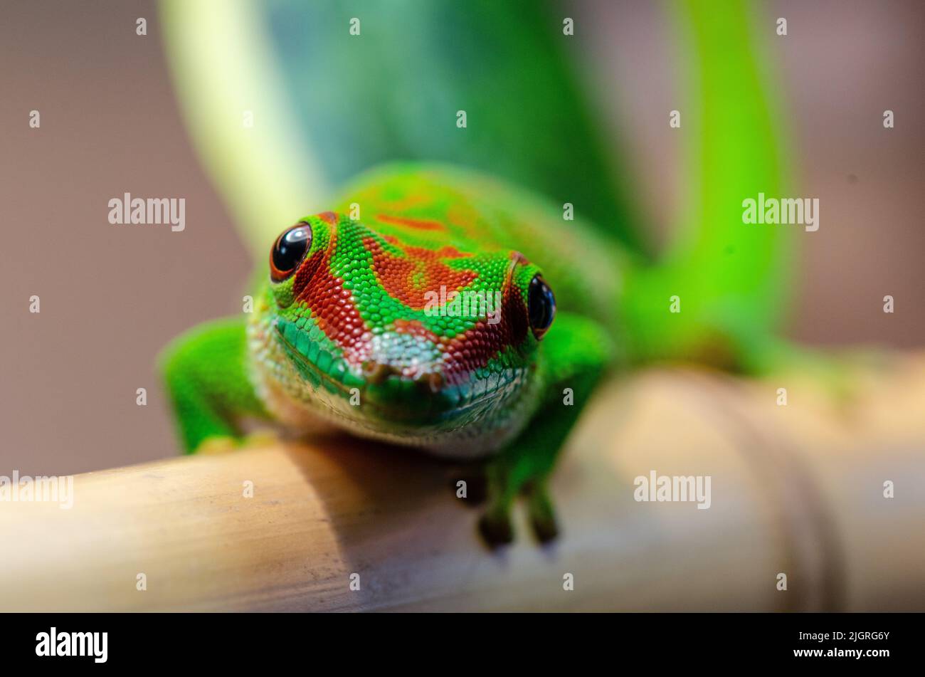Gecko diurne à queue bleue Banque de photographies et d’images à haute ...