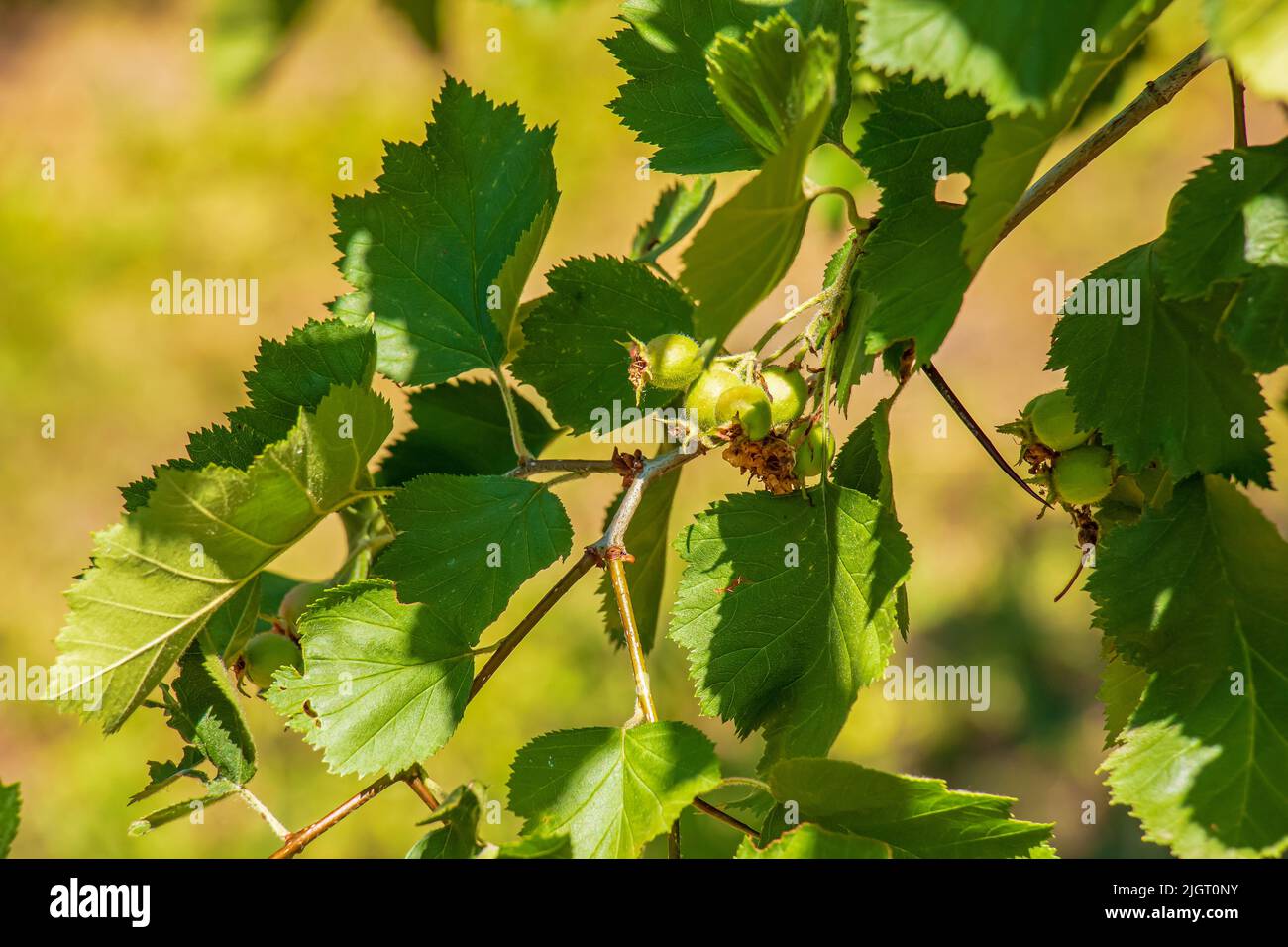 Hawthorn ou Crataegus submollis, arbuste à feuilles caduques ou petit ...