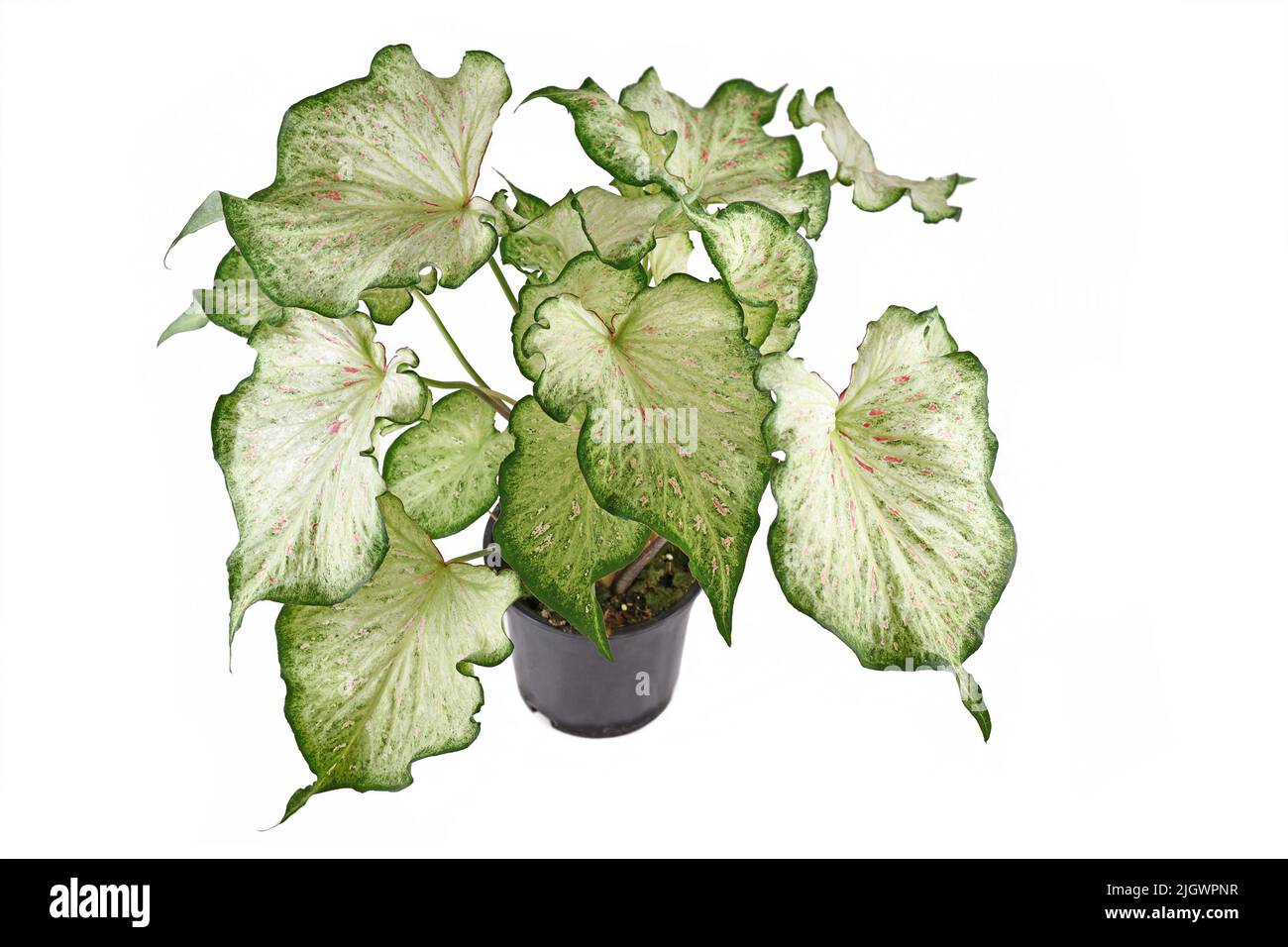 Caladium candyland Banque de photographies et d’images à haute ...