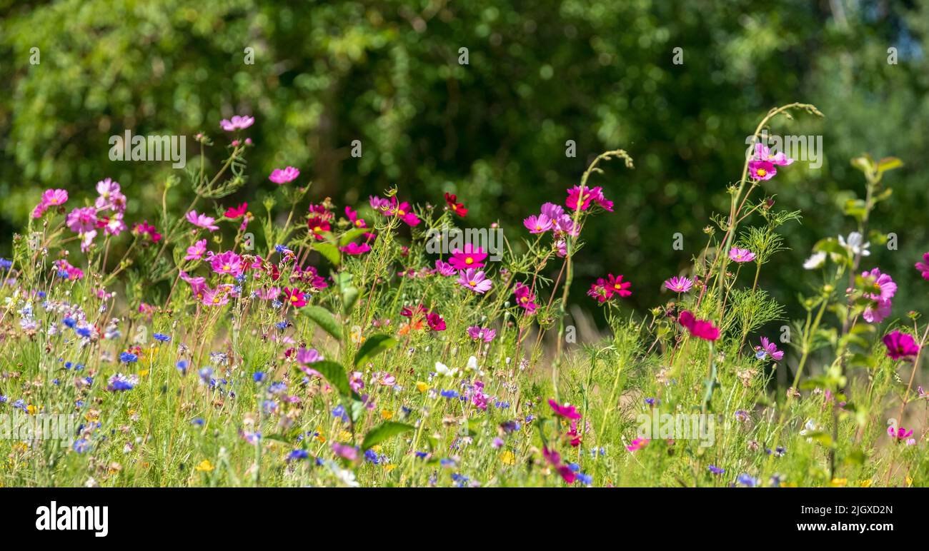 Fleurs sauvages colorées, photographiées dans la vallée de la Loire, en ...