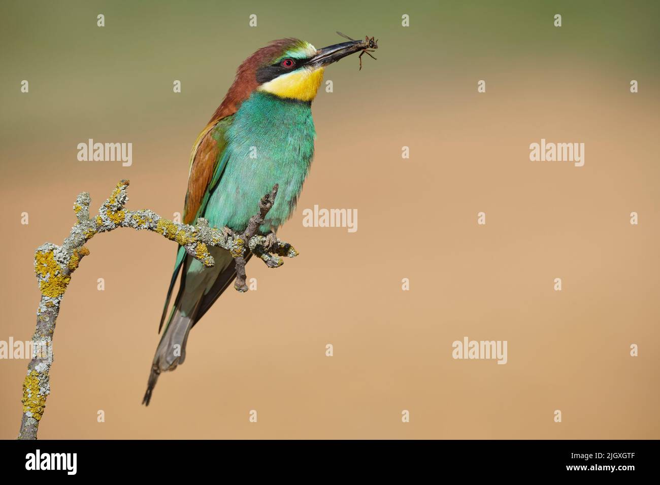 Oiseau avec insecte Banque de photographies et d’images à haute ...