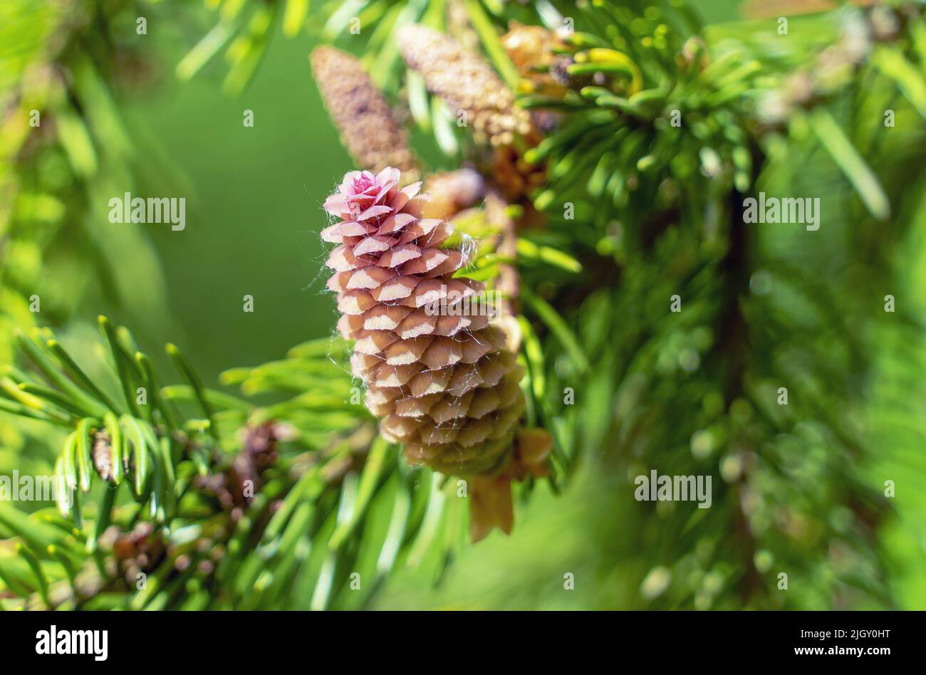 Cônes de sapin poussant à proximité sur une branche avec des aiguilles ...