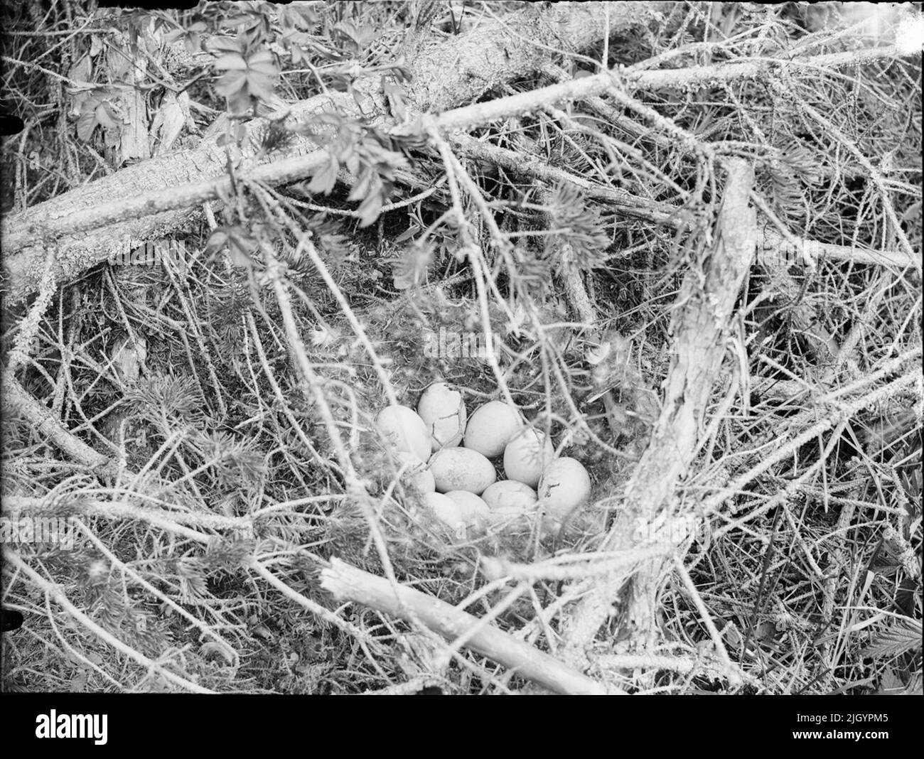 Nicher avec des œufs, Östhammar, Uppland. Nicher avec des œufs ...