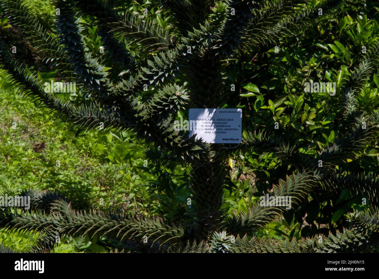 Araucaria araucana, arbre vert de pin dans le jardin botanique de ...