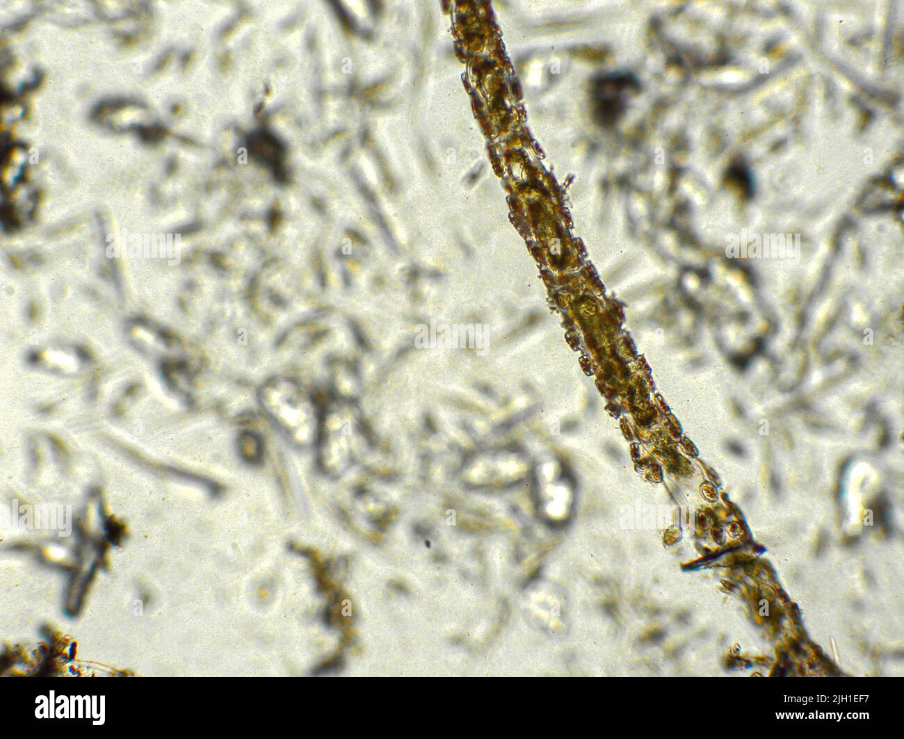 Vue microscopique de sea cell Banque de photographies et d’images à ...