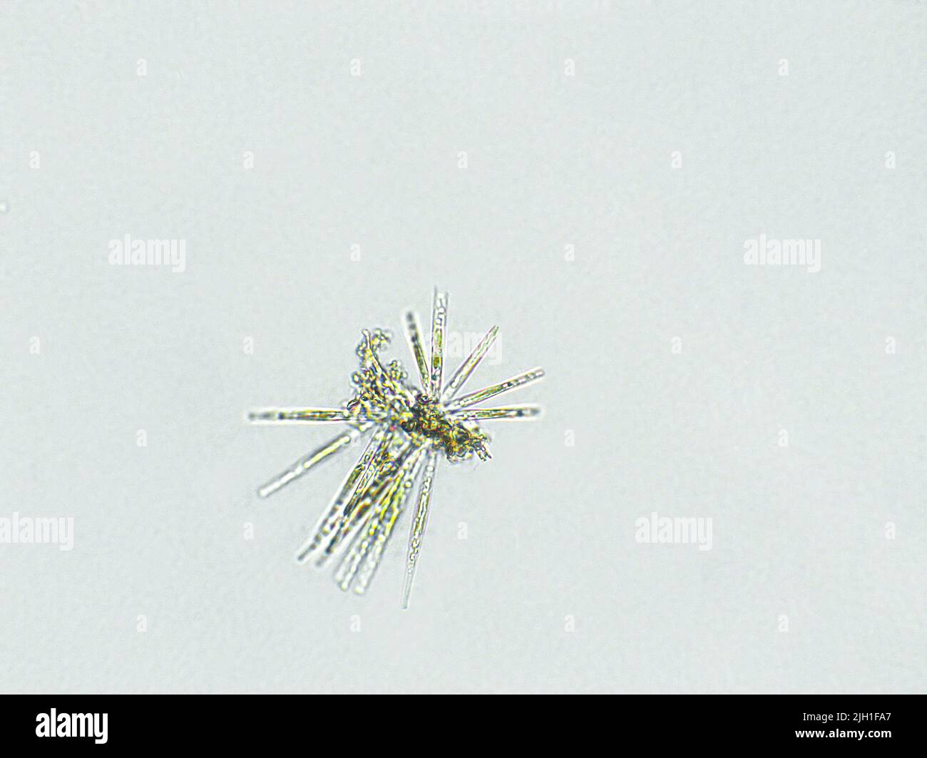 Vue microscopique de sea cell Banque de photographies et d’images à ...