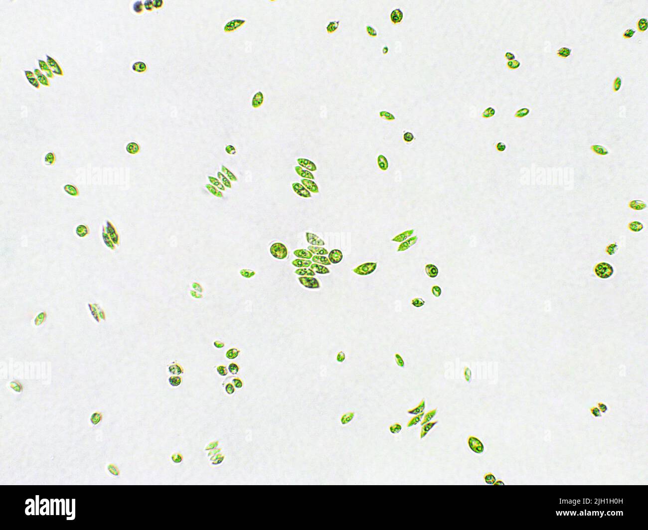 Algues vertes au microscope Banque de photographies et d’images à haute ...