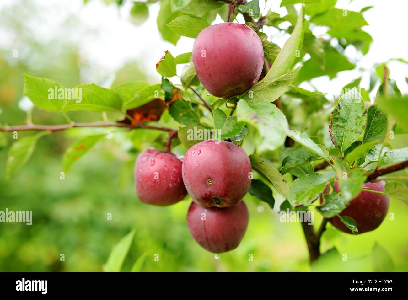 Pommes rouges sur branche de pommier le chaud jour d'automne. Récolte ...