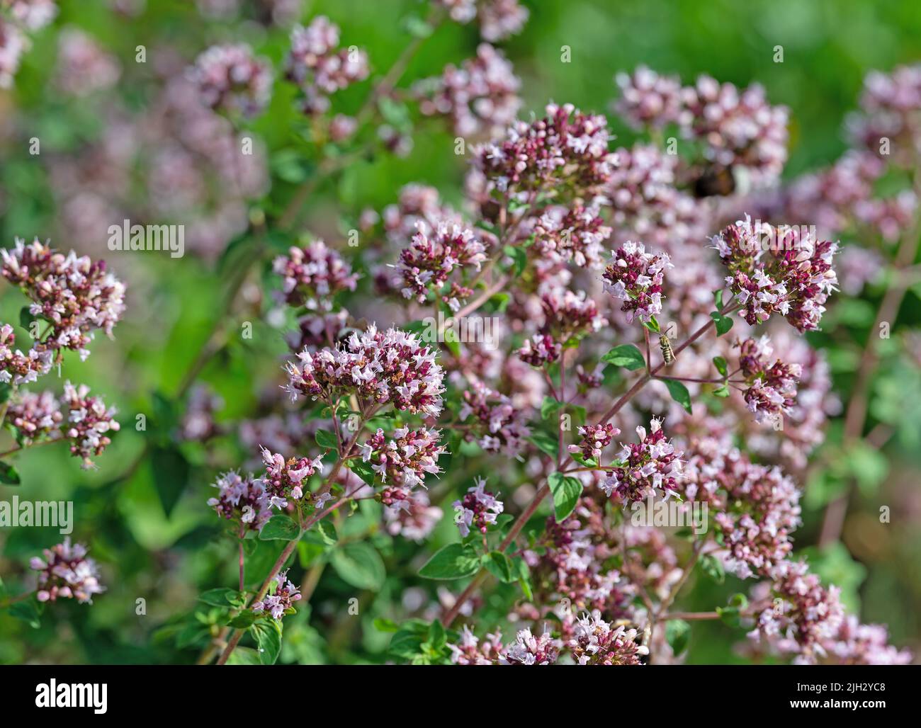 Origanum commun origanum vulgare Banque de photographies et d’images à ...