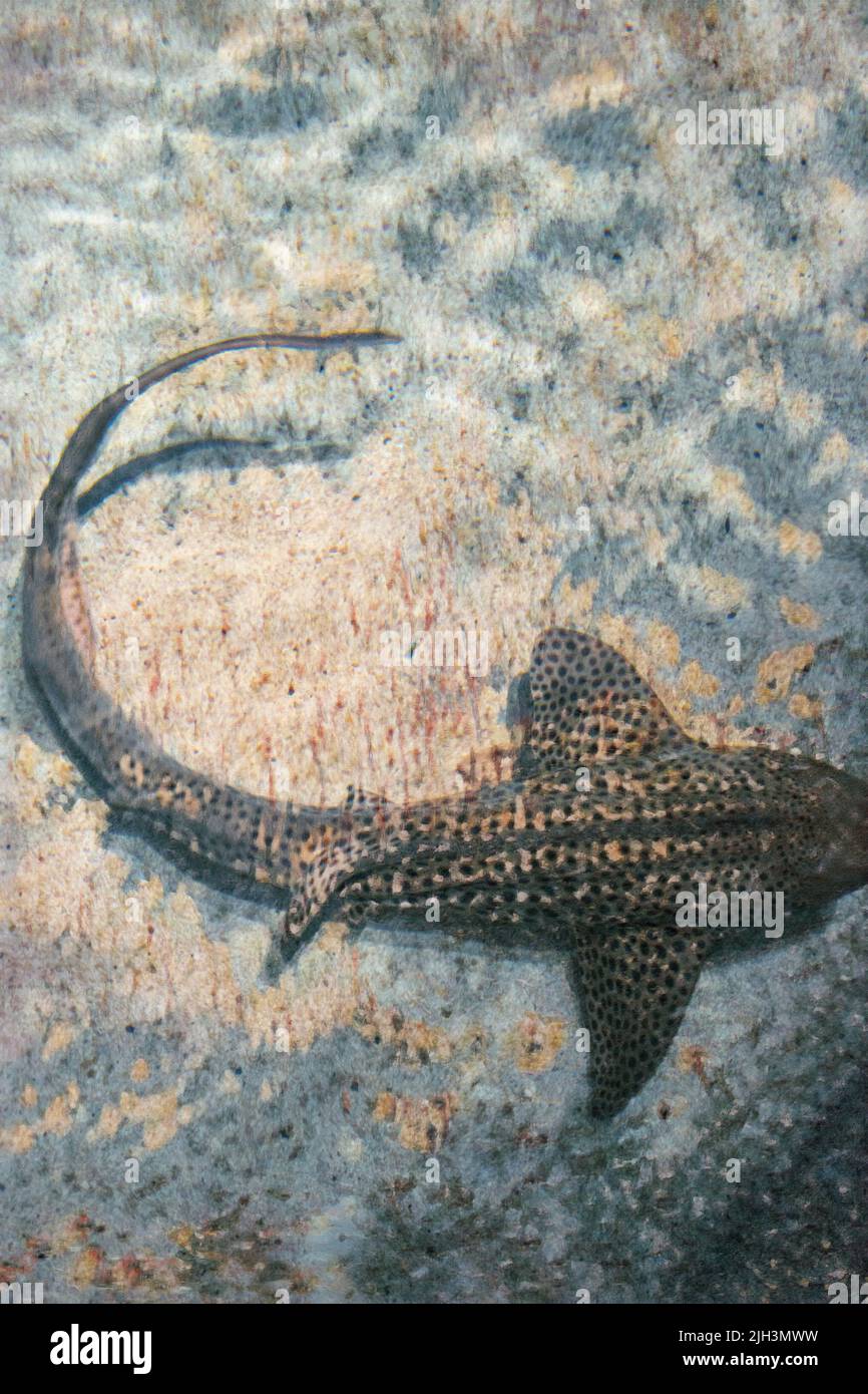 Motif de requin Banque de photographies et d’images à haute résolution ...