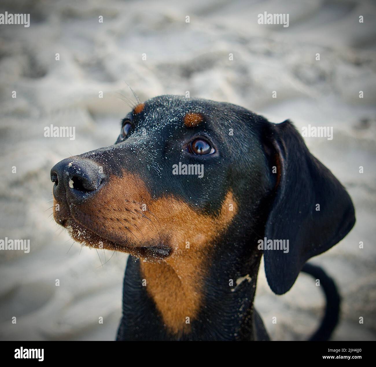 Dobermann puppy Banque de photographies et d’images à haute résolution ...