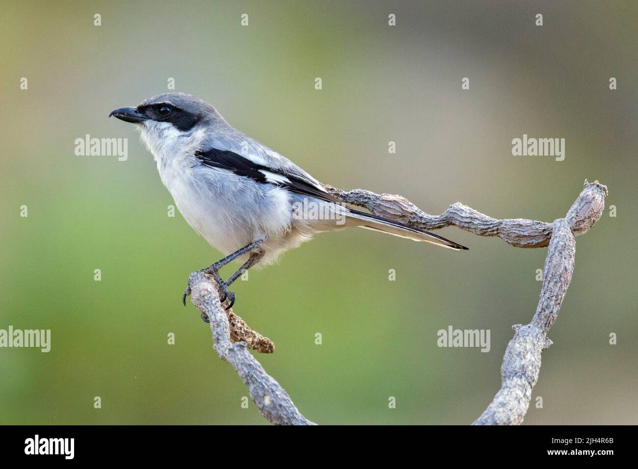 Shrike gris désert des îles Canaries (Lanius excubitor koenigi , Lanius ...