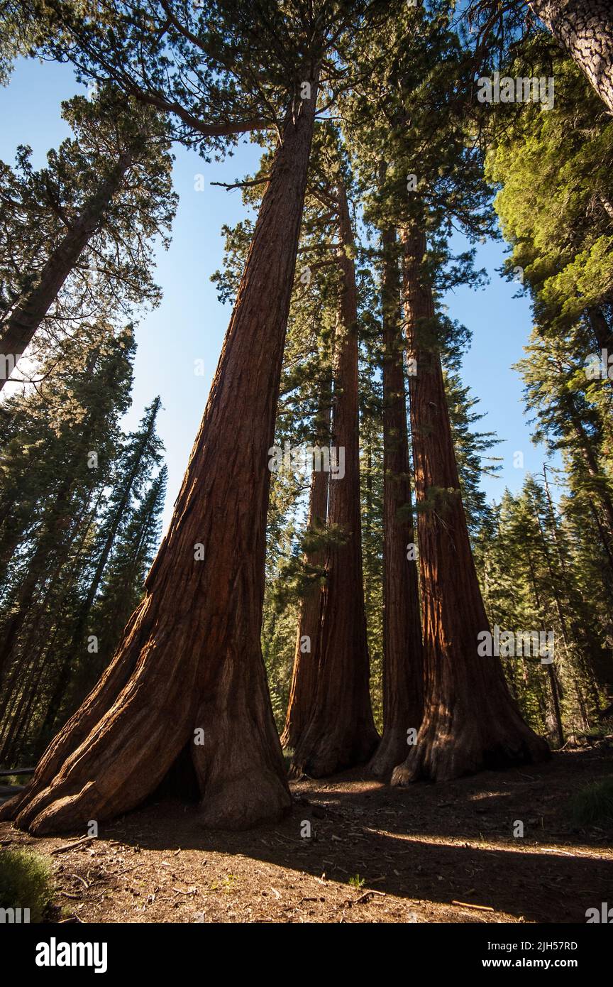 Grizzly giant sequoia tree Banque de photographies et d’images à haute ...