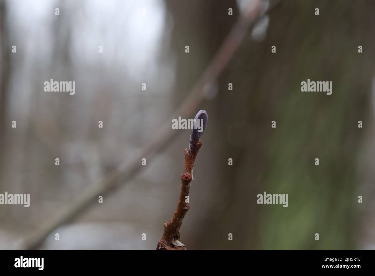 Atmosphère de forêt de printemps, bourgeons et premières feuilles Photo ...