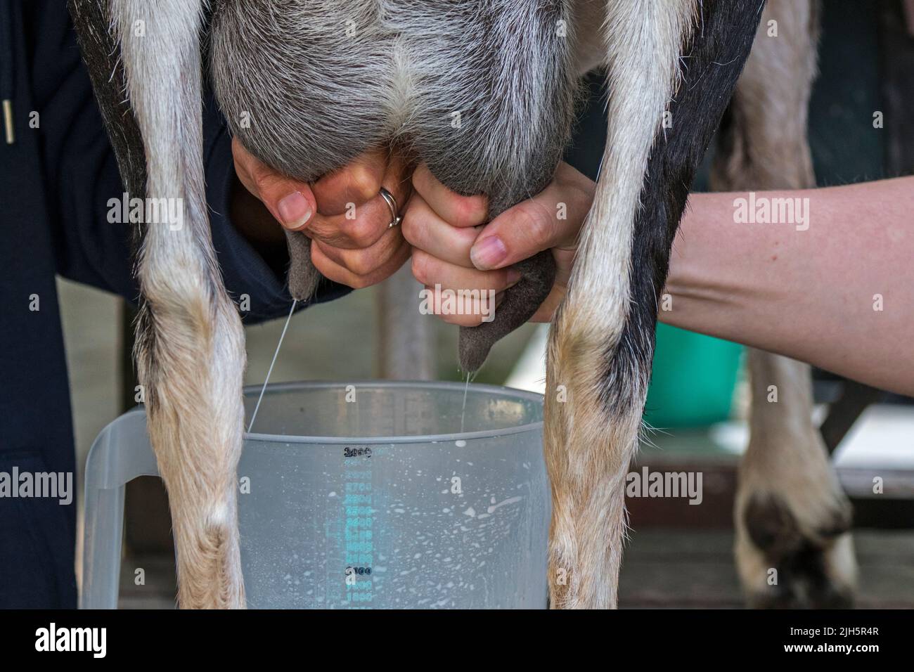 Deux femmes font la traite de chèvre en massant et en tirant sur les ...