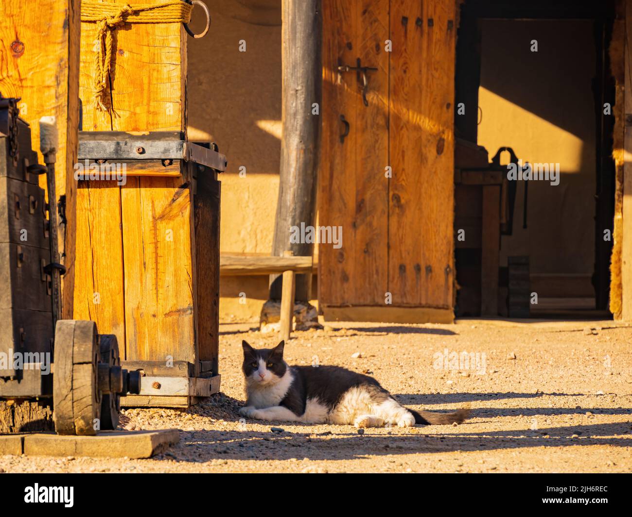 Gros plan de chat gris et blanc mignon dans le site historique national ...