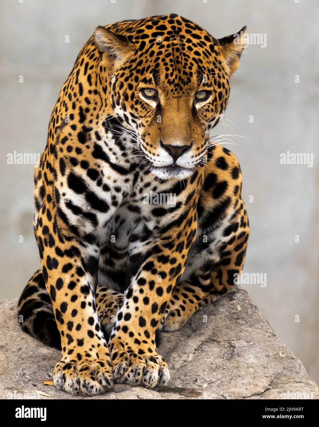 Jaguar animal head Banque de photographies et d’images à haute ...